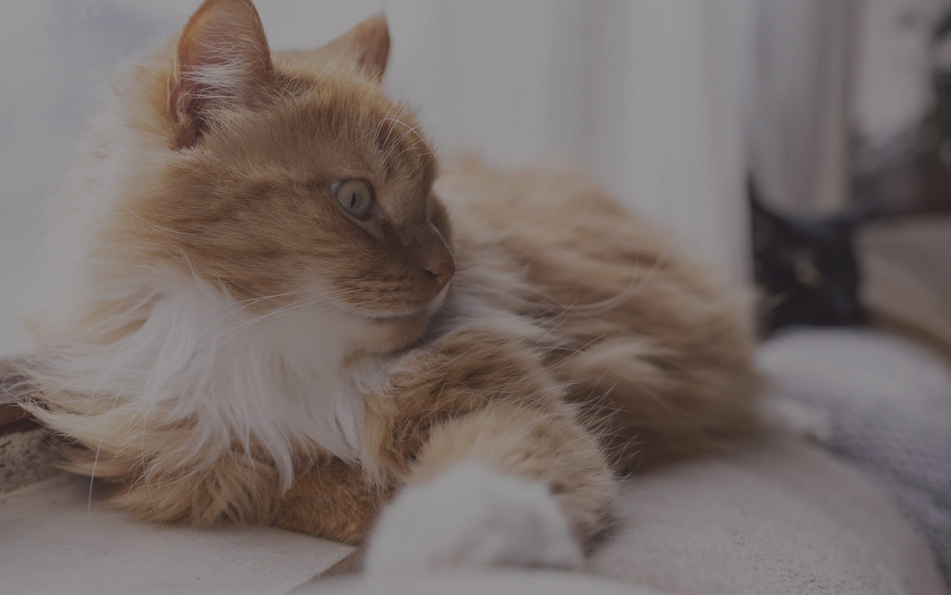 TeleVet | Expert Veterinary Care, From Home